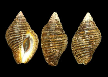 蛾螺总科 Buccinacea 蓝色动物学（中国动物学科普）